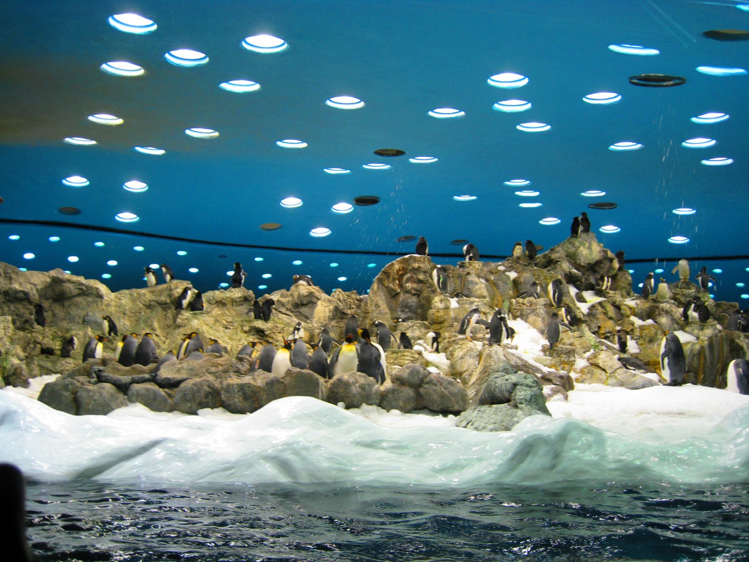 Loro Parque - Loro Park | Kanary Services